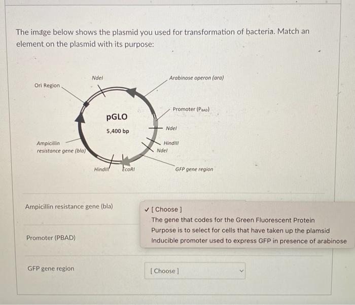 Solved Ampicillin resistance gene (bla)Promoter (PBAD)GFP | Chegg.com