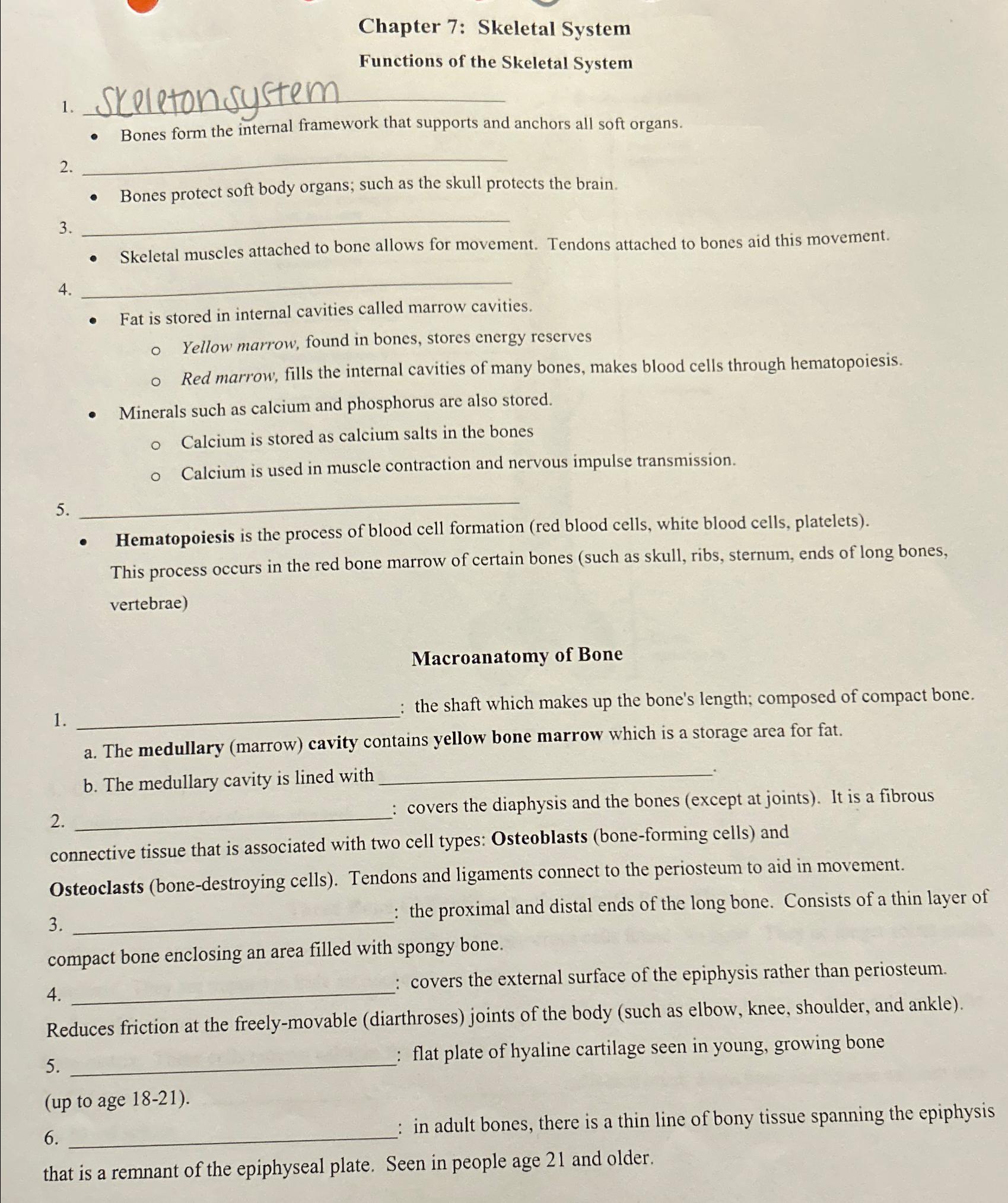 Solved Chapter 7: Skeletal SystemFunctions of the Skeletal | Chegg.com