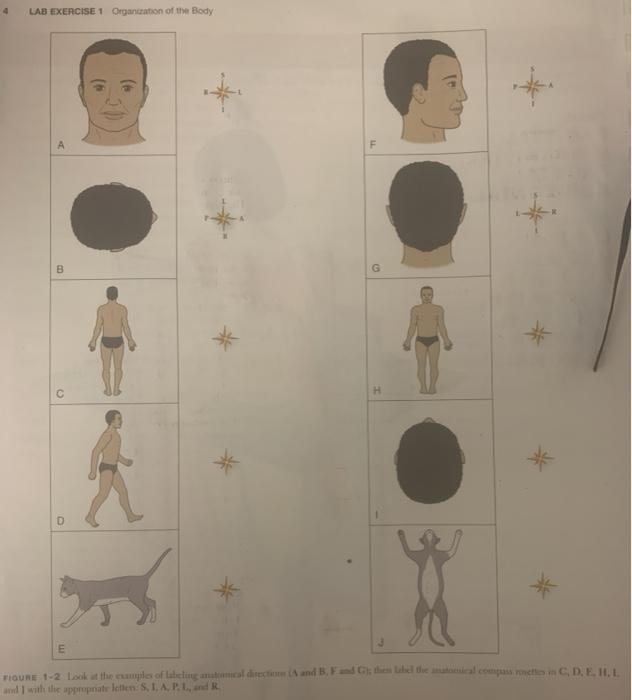 Solved 4 LAS EXERCISE 1 Organization of the Body A F G * H D | Chegg.com