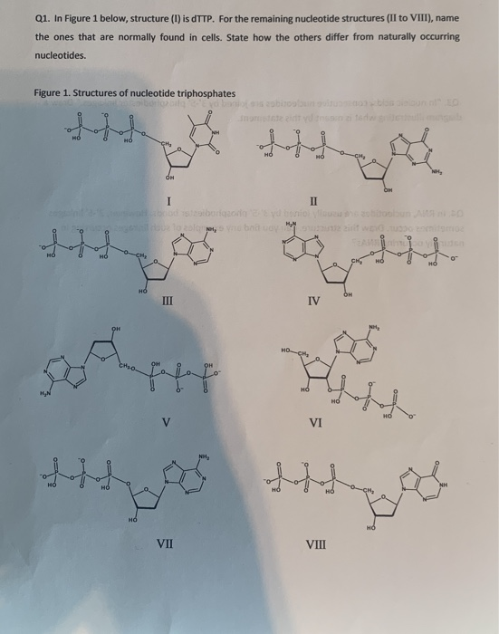 Solved Q1. In Figure 1 below, structure (I) is dTTP. For the | Chegg.com