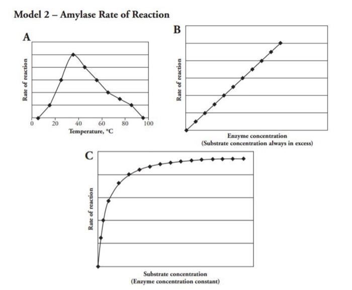 Solved Model 2 - Amylase Rate of Reaction B A Rate of | Chegg.com
