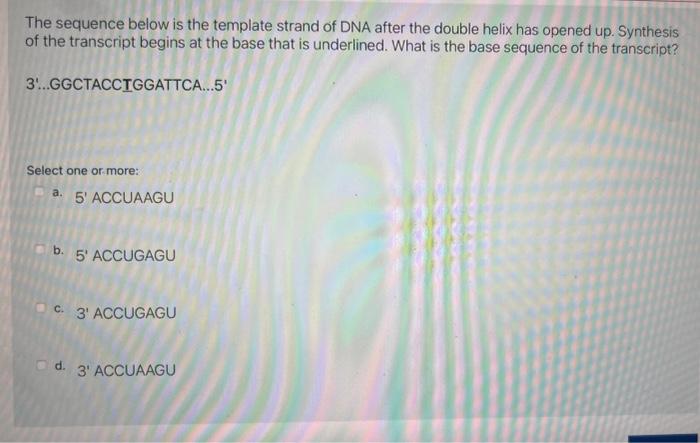 Solved The sequence below is the template strand of DNA | Chegg.com