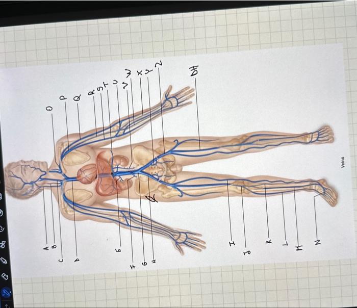 Solved label all letters | Chegg.com