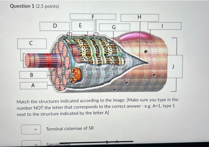 Solved Question 1 ( 2.5 points) Match the structures | Chegg.com