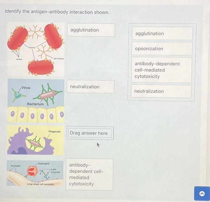Solved Identify the antigen-antibody interaction shown. | Chegg.com
