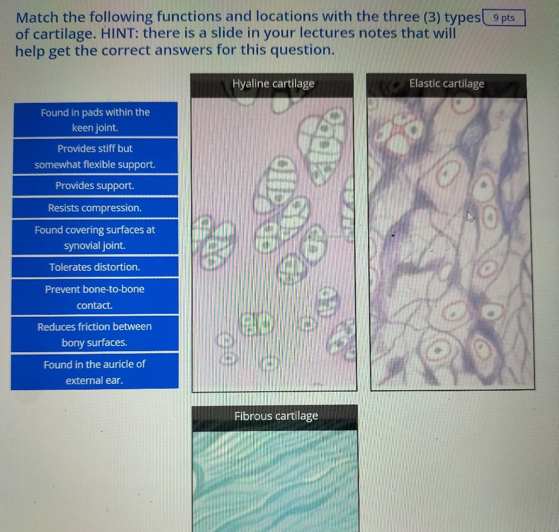 Solved Match the following functions and locations with the | Chegg.com