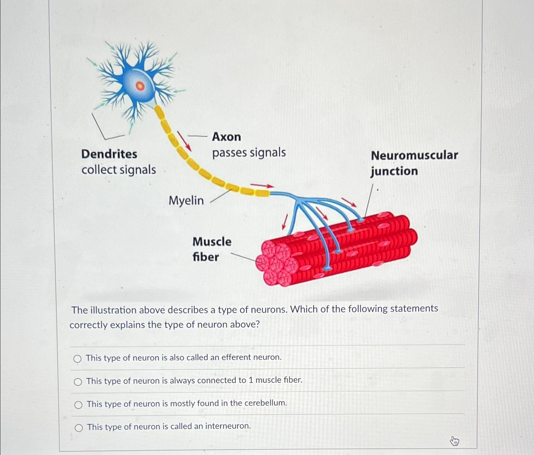 Solved The illustration above describes a type of neurons. | Chegg.com