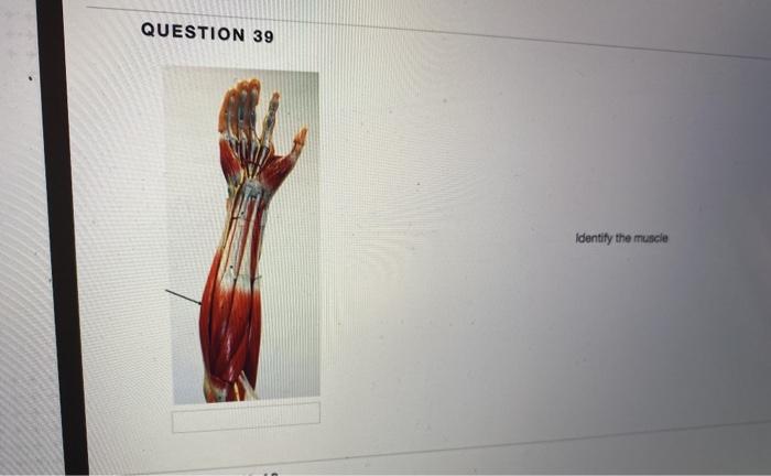 Solved QUESTION 39 Identify the muscle QUESTION 40 | Chegg.com