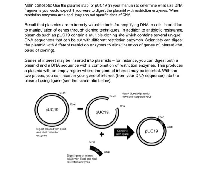 Solved Main concepts: Use the plasmid map for pUC19 (in your | Chegg.com