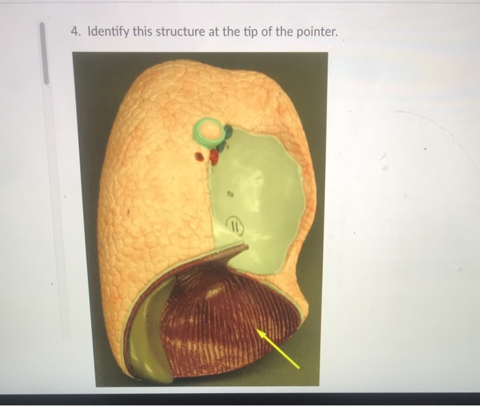 Solved 4. Identify this structure at the tip of the pointer. | Chegg.com