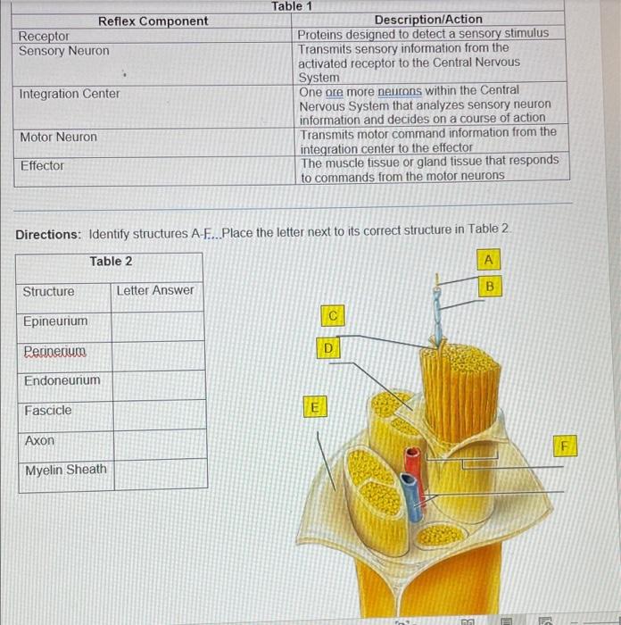 Solved Reflex Component Receptor Sensory Neuron Integration | Chegg.com