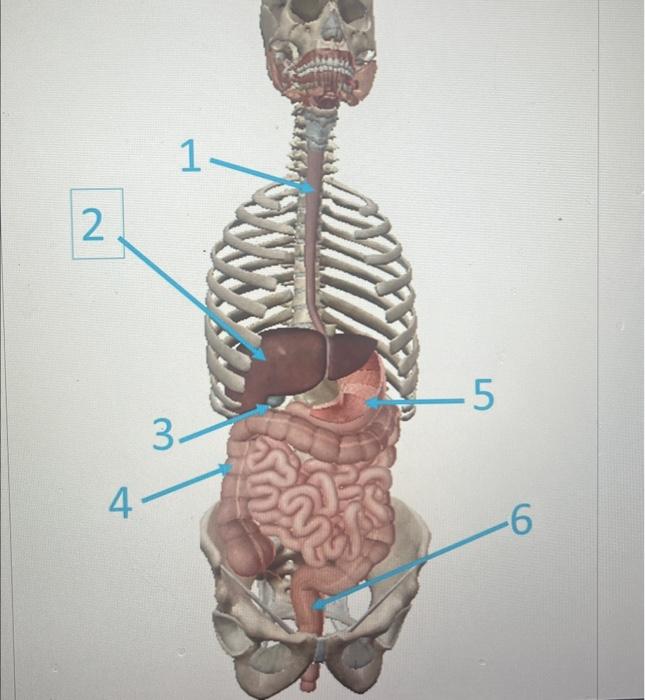 [Solved]: Structure 1 is the The entire organ indicated b