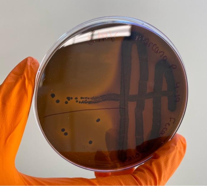 b. Did you isolate single independent colonies? How | Chegg.com