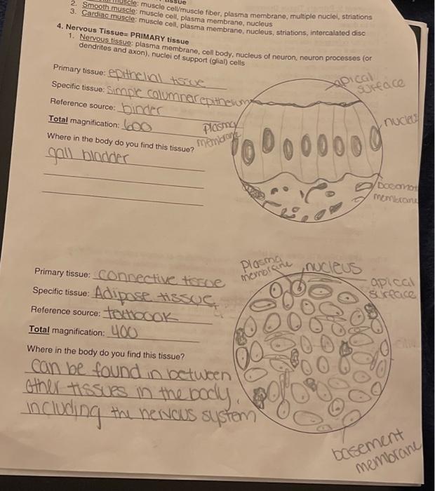 Solved What to draw: • Draw one epithelial tissue, one | Chegg.com