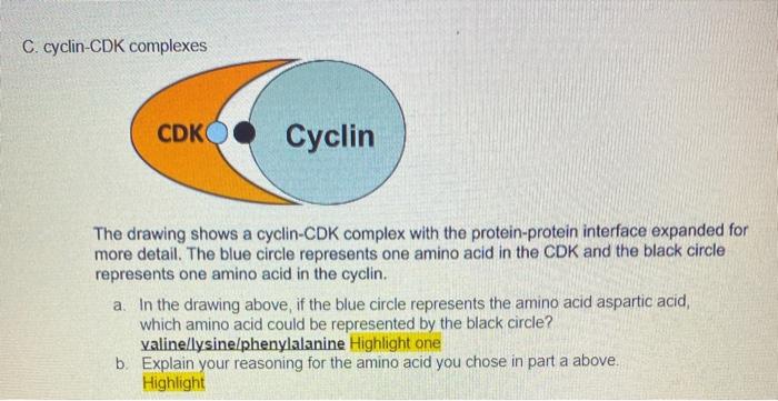 Solved C. cyclin-CDK complexes CDKOO Cyclin The drawing | Chegg.com