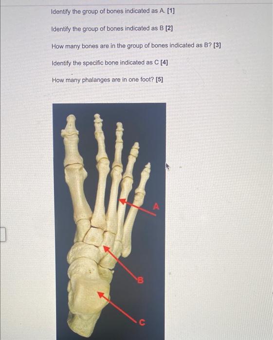 Solved Identify the group of bones indicated as A. [1] | Chegg.com