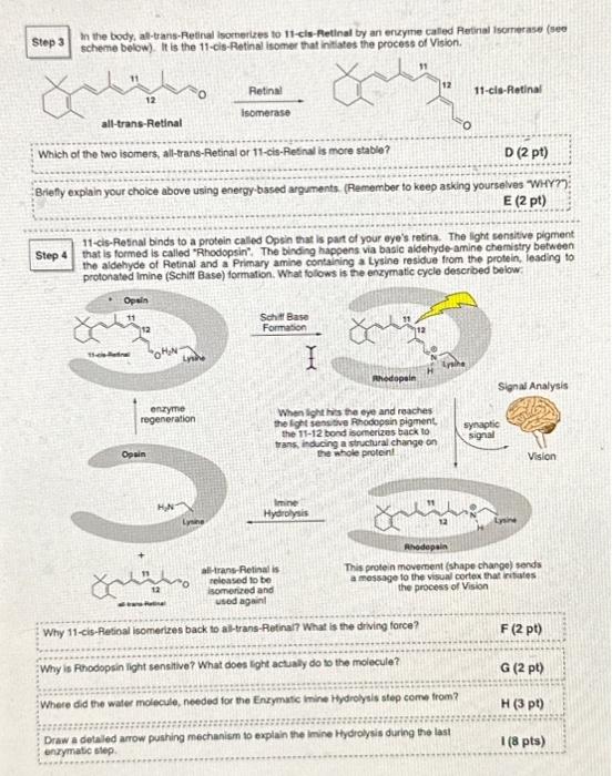 In the body, at-trans-Retinal isomerizes to | Chegg.com