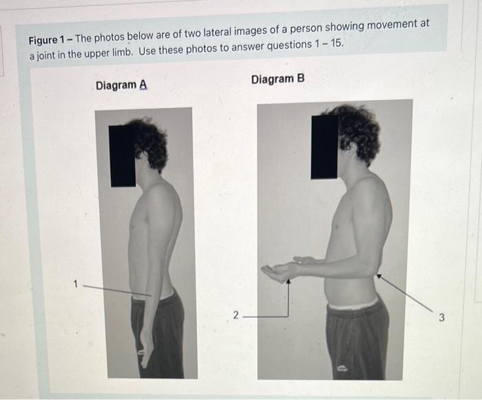 Solved Which of the following muscles has a multipennate | Chegg.com