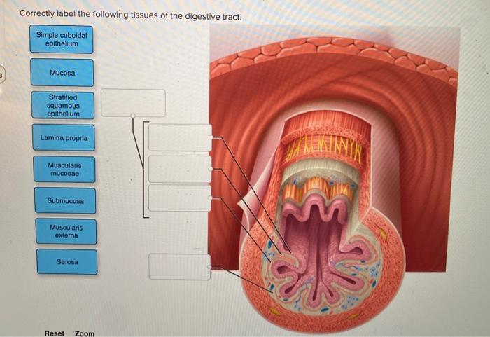 Solved Correctly label the following tissues of the | Chegg.com