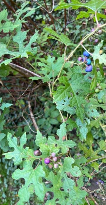Solved help me identify this plant, is it a gymnosperm? | Chegg.com Solved help me identify this plant, is it a gymnosperm? | Chegg.com