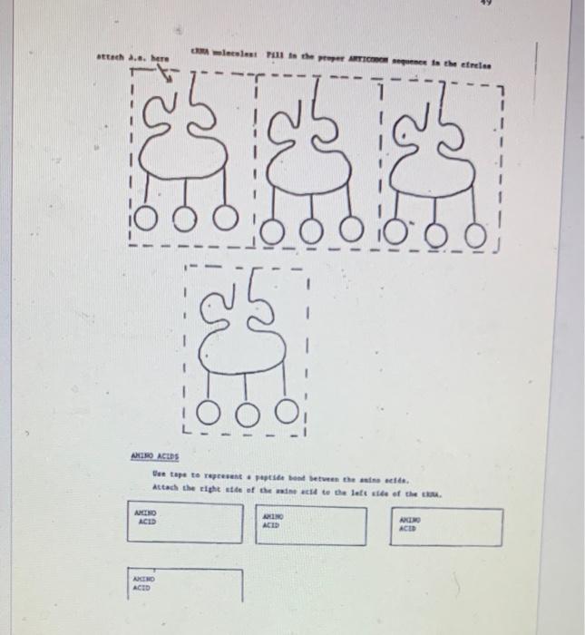 Solved Transcription: The following is a DNA template. Use | Chegg.com