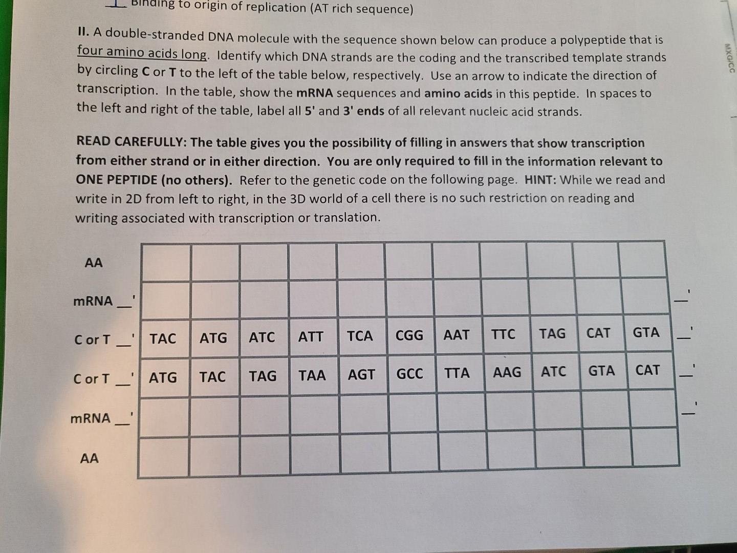 Solved II. A double-stranded DNA molecule with the sequence | Chegg.com