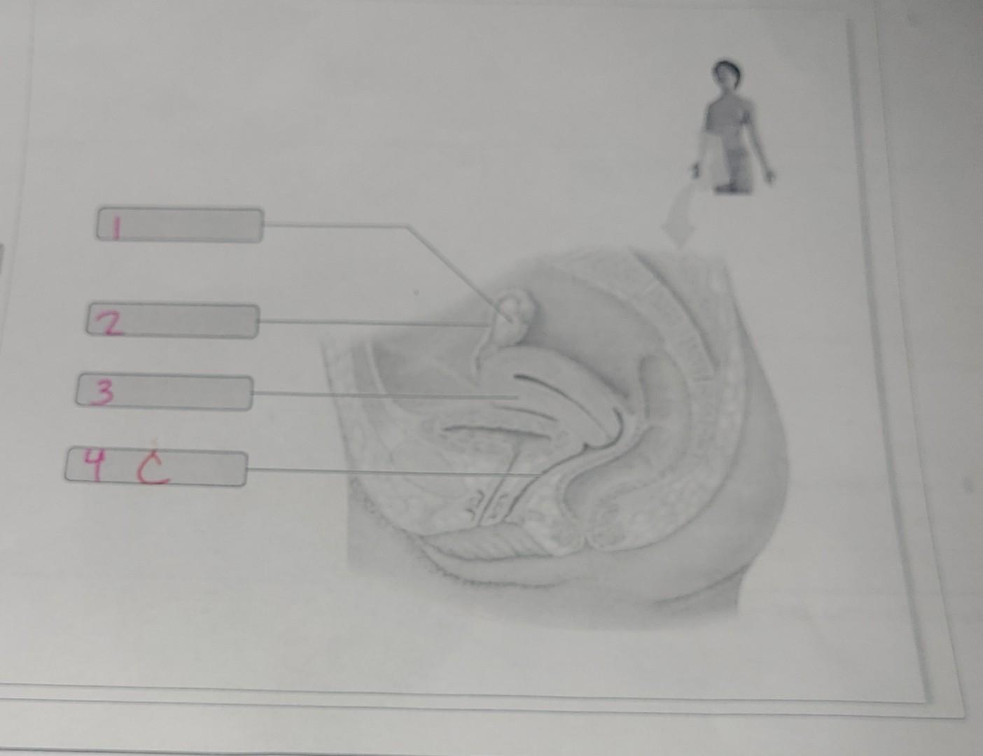 Solved label the structures | Chegg.com
