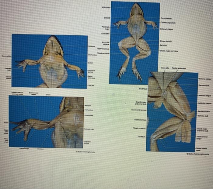 Solved MARY A 1 View the muscles of a frog on both the | Chegg.com