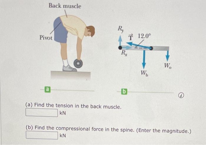 Solved A person bending foreward to lift a load "with his | Chegg.com