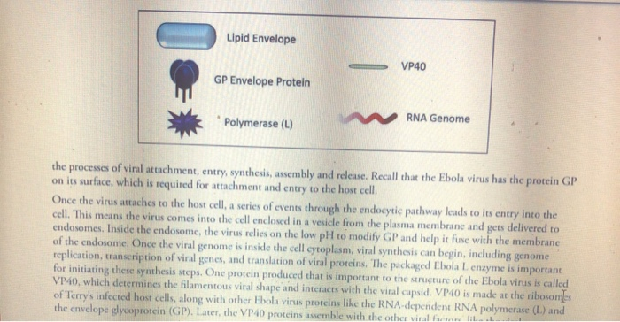Solved Part IV - The Ebola Wars In the middle of searching | Chegg.com