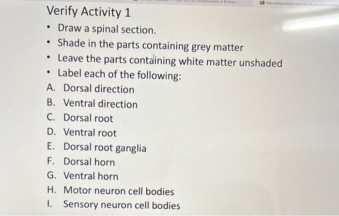 Solved - Draw a spinal section. - Shade in the parts | Chegg.com