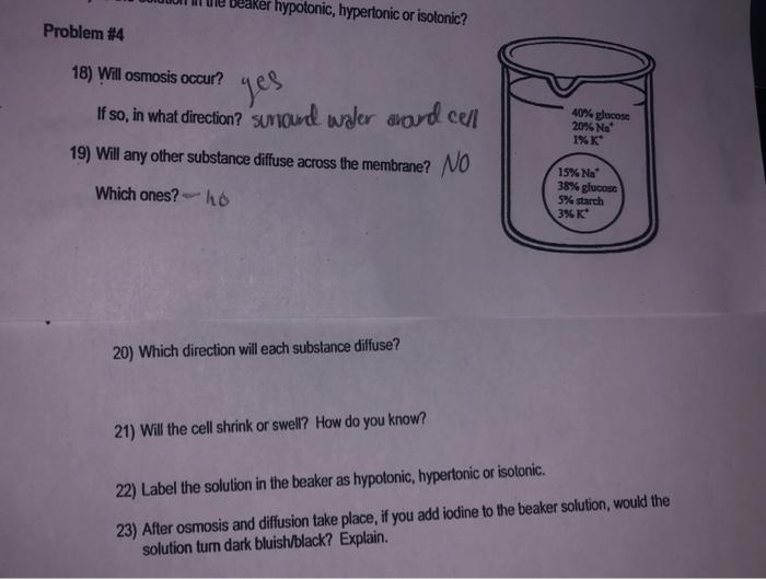 Solved NUBON in the beaker hypotonic, hypertonic or | Chegg.com