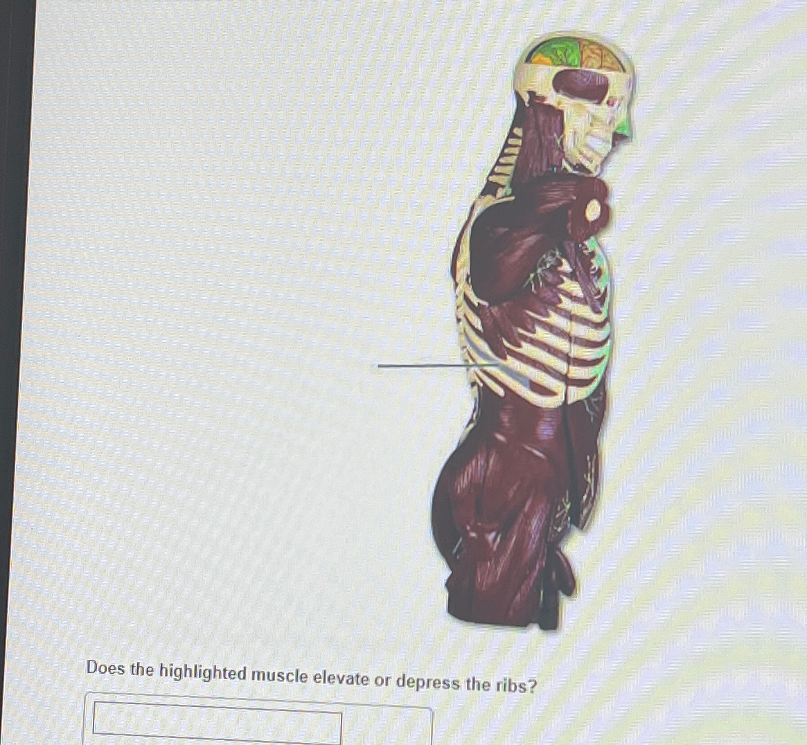 Solved Does the highlighted muscle elevate or depress the | Chegg.com