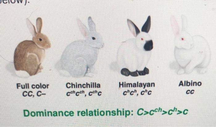 Solved The coat color in rabbits is also controlled by | Chegg.com