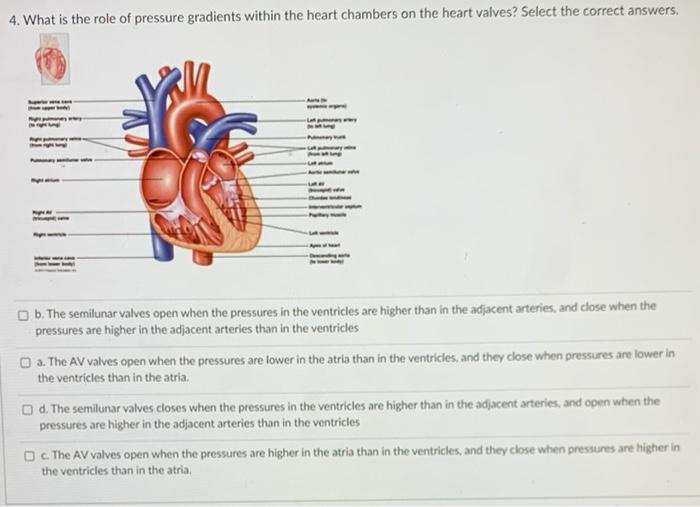Solved 4. What is the role of pressure gradients within the | Chegg.com
