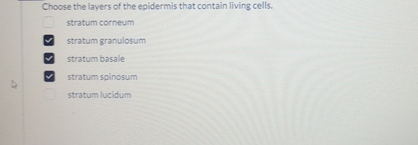 Solved loose the layers of the epidermis that contain living | Chegg.com