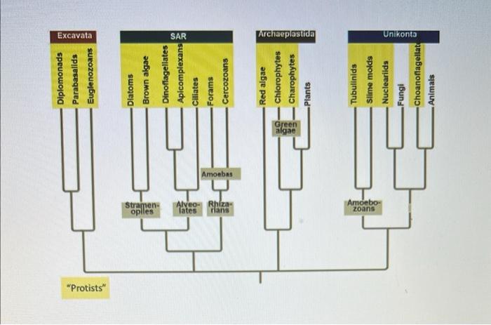 Solved 1.Based on the phylogenetic tree of eukaryotes, | Chegg.com