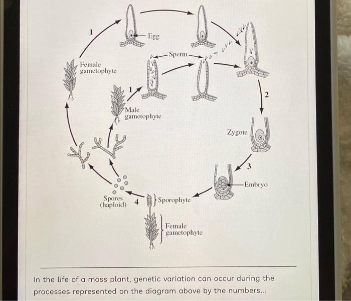 Solved In the life of a moss plant, genetic variation can | Chegg.com