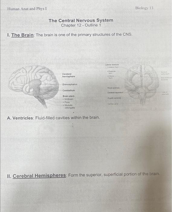Solved Human Anat and Phys I Biology 13 The Central Nervous | Chegg.com