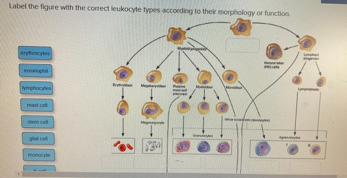 Solved Label the figure with the correct leukocyte types | Chegg.com Solved Label the figure with the correct leukocyte types | Chegg.com