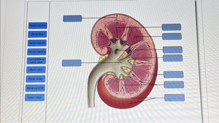 Solved Renal columns Renal lobe Renal medulla Fibrous | Chegg.com
