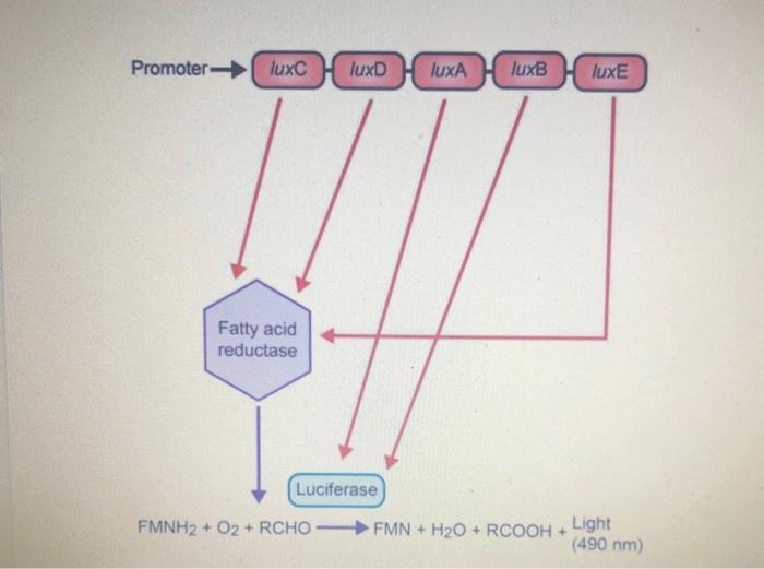 Promoter - luxC luxD luxA luxB luxE Fatty acid | Chegg.com