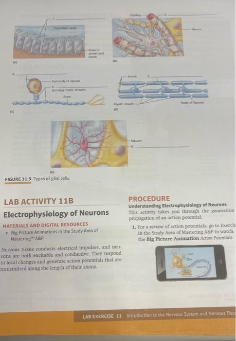 Solved LAB ACTIVITY 11 B PROCEDURE Electrophysiology of | Chegg.com