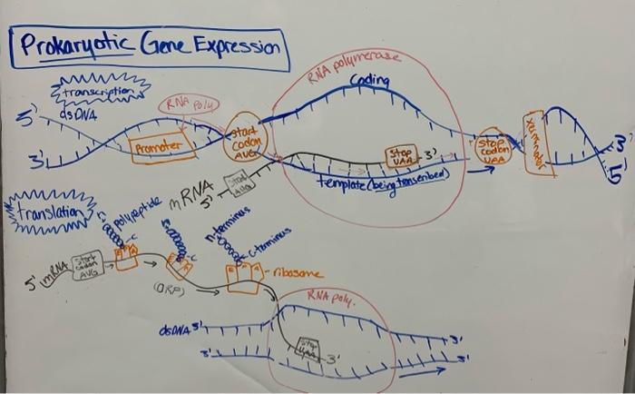 Are the start and stop codon locations correct on my | Chegg.com