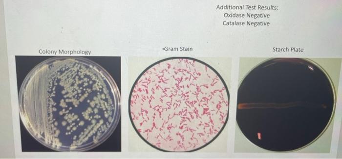Solved Additional Test Results: Oxidase Negative Catalase | Chegg.com
