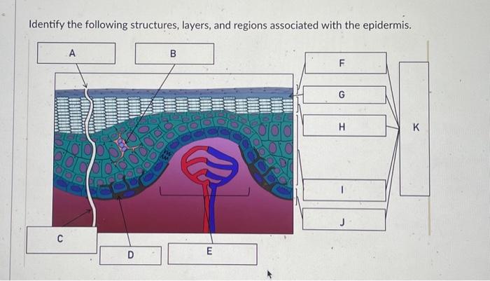 Solved identify the structure, layers, and regions | Chegg.com