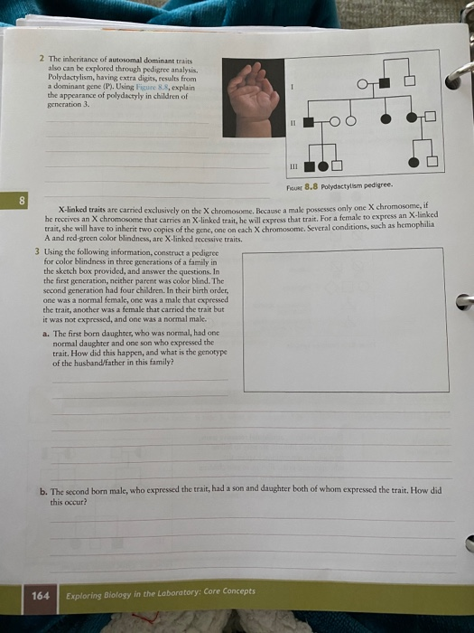 Solved 2 The inheritance of autosomal dominant traits also | Chegg.com