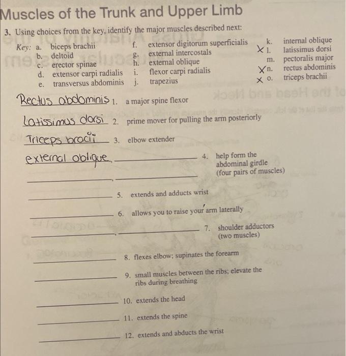 Solved Muscles of the Trunk and Upper Limb from the key, | Chegg.com