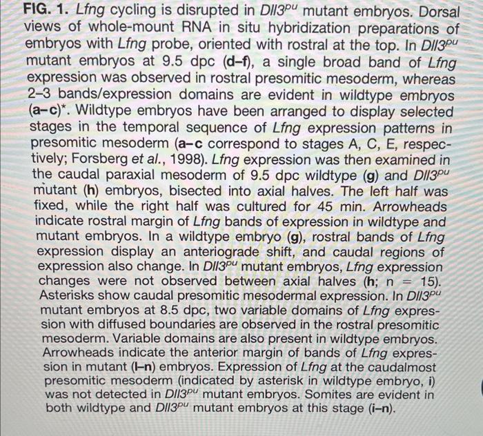 Lunatic fringe (Lfng) expression in wt and D∥3pu | Chegg.com