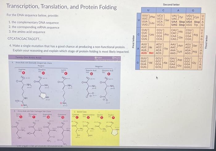 Solved Transcription, Translation, and Protein Folding | Chegg.com
